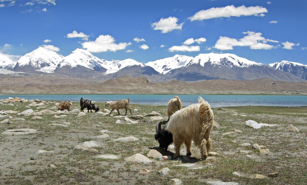 Untitled Document [www.medvet.umontreal.ca]